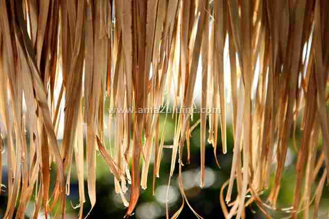 Mexican Palm Thatch | Thatch Roofing Sheets | Sold Individually