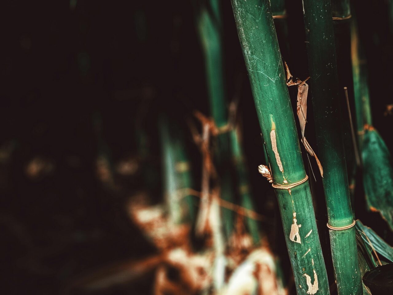 How Long Do Bamboo Poles Last Outdoors? Factors That Matter